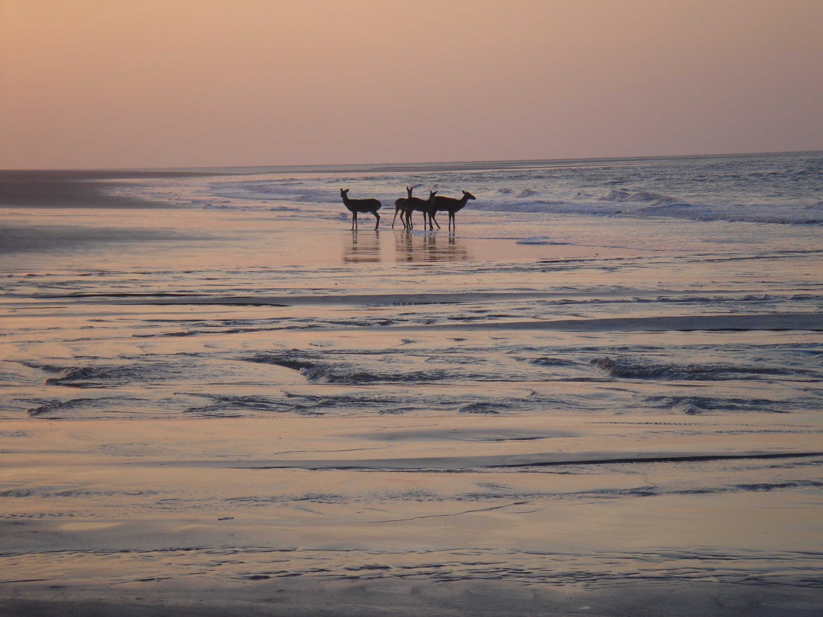 Beach Deer | George G. Moore, Author
